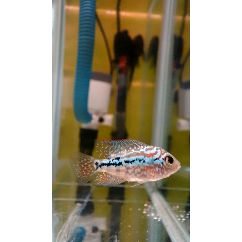 Jual kamfa superr red F2 vip import -+ 3,5cm | Shopee Indonesia