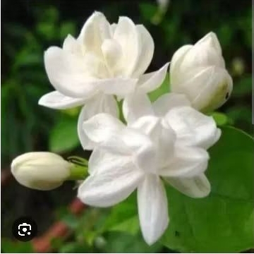 Jual melati wangi kampung Jawa tanaman hias hidup + dengan pot nya ...