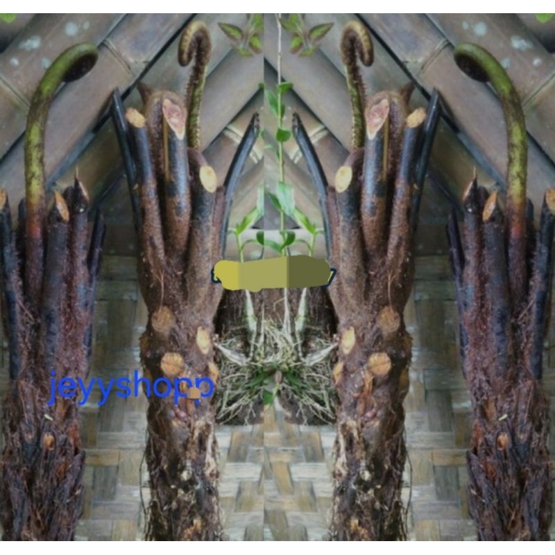 Jual bibit pohon pakis monyet atau paku tiang/paku anam/tanaman has ...