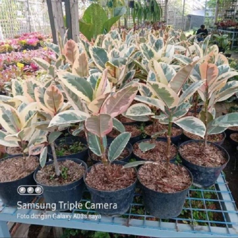 Jual Karet kebo putih varigatha (SUDAH BERAKAR) | Shopee Indonesia