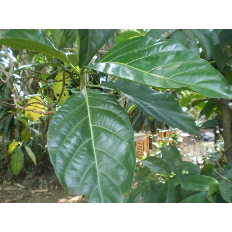 Jual daun mengkudu per 10 daun - daun Pace segar herbal alami | Shopee ...