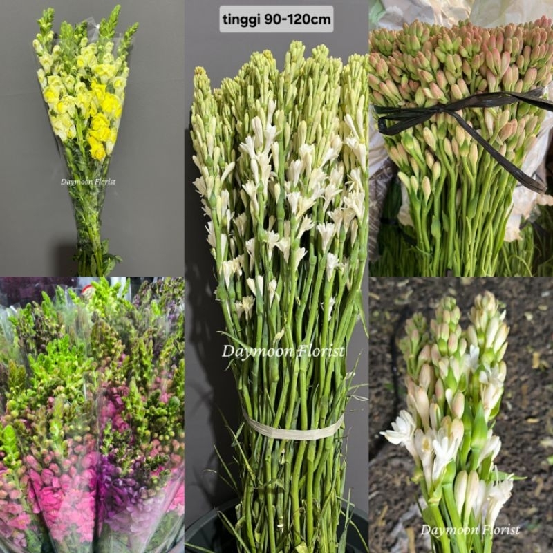 Jual Bisa Dikirim Hari Ini Bunga Sedap Malam Asli Segar Bunga Snap