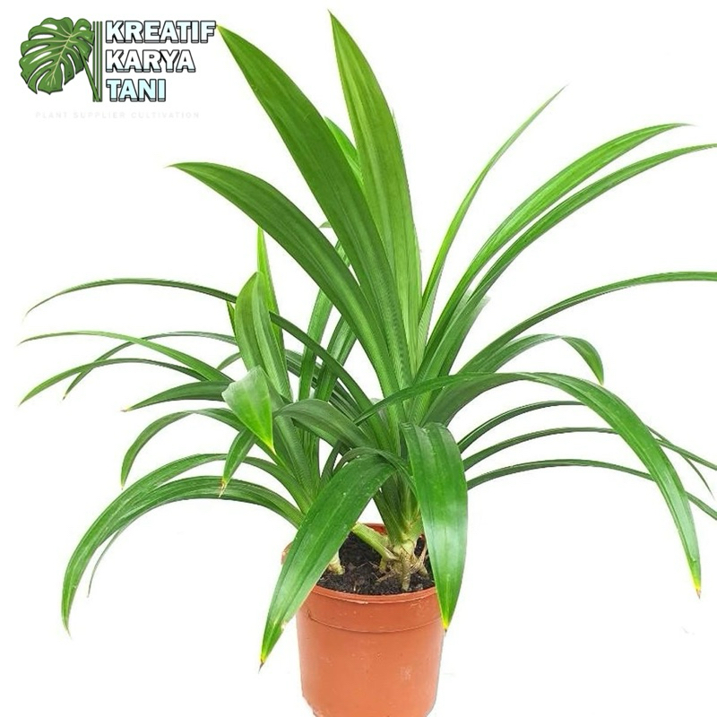 Jual Tanaman pandan wangi - Pohon pandan wangi | Shopee Indonesia