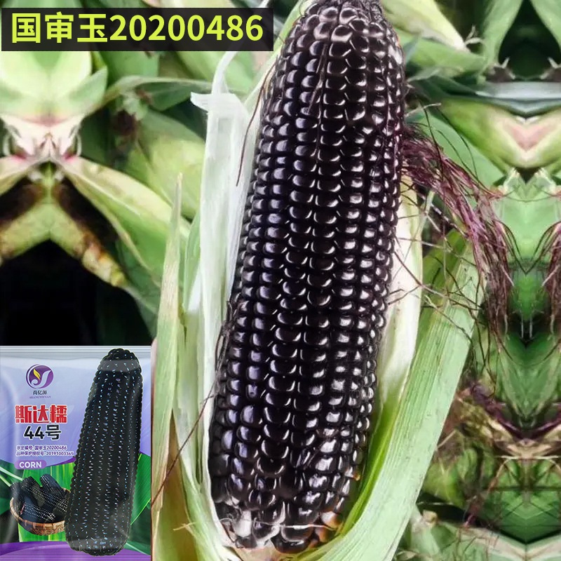 Jual (50 Biji) Benih Jagung Hitam (S0043) | Shopee Indonesia