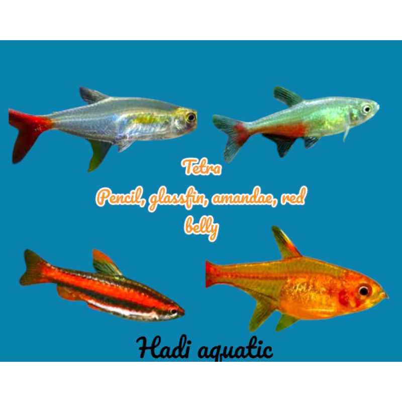 Jual ikan hias Tetra ( amandae, pencil, redbelly, palmieri ) | Shopee ...