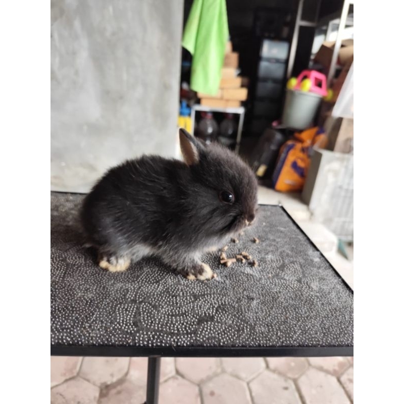 Jual Kelinci Mini Netherlands Dwarf ND ( Hanya Instan ) | Shopee Indonesia