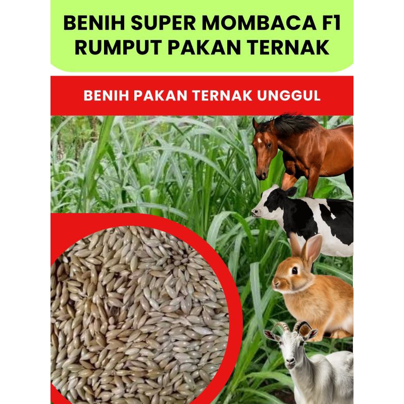 Jual Benih rumput Mombaca Ghine 1000 Biji Urban Farming Mombaca Panicum ...