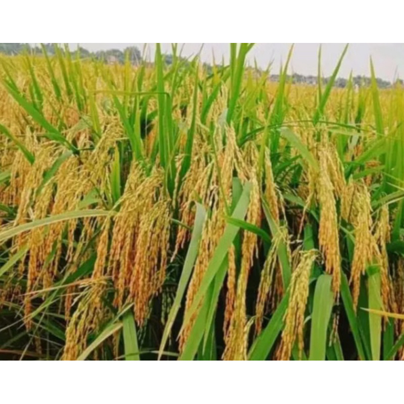 Jual PADI UNGGUL ULTRA GENJAH SR P08 / PADI SR P08 Promo Kemasan 1 ...