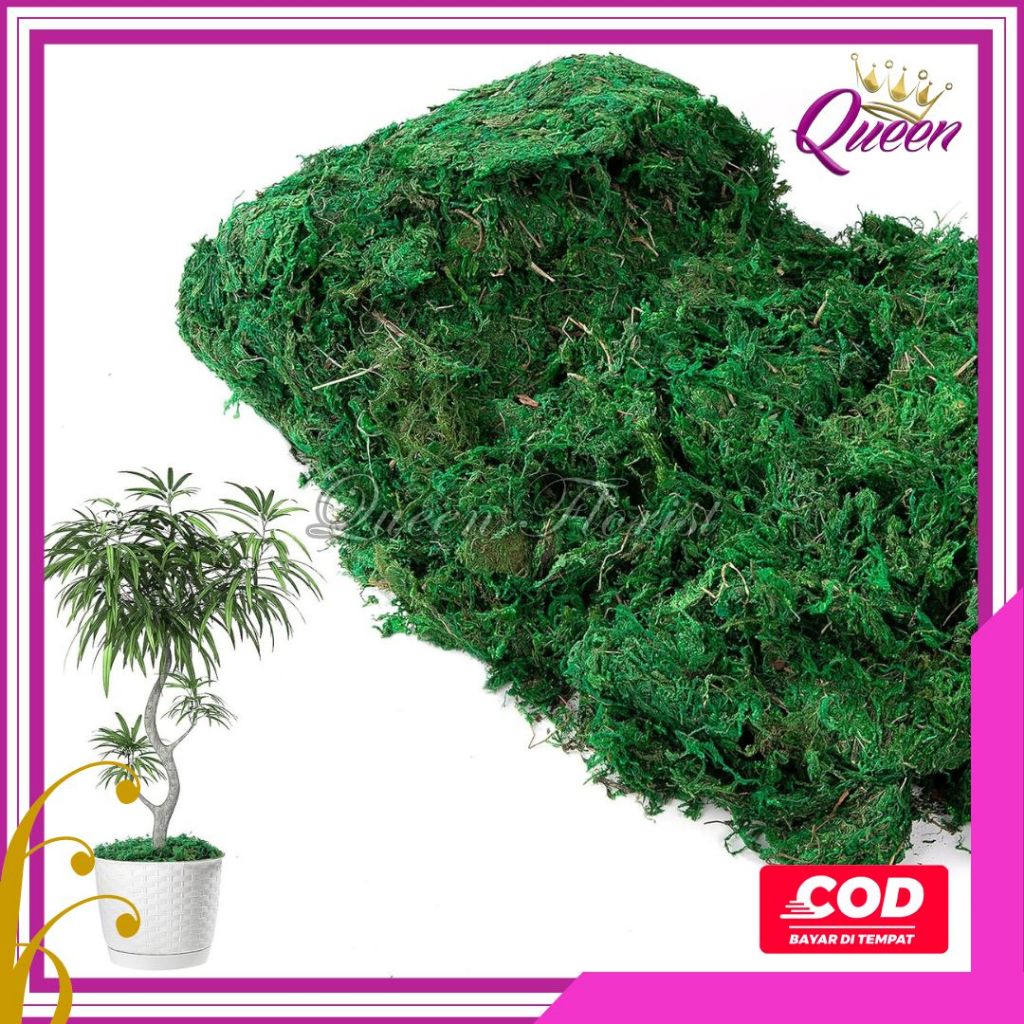 Jual LUMUT ABADI / MOSS DRIED / LUMUT AWETAN / DEKORASI MOSS / EKORASI ...