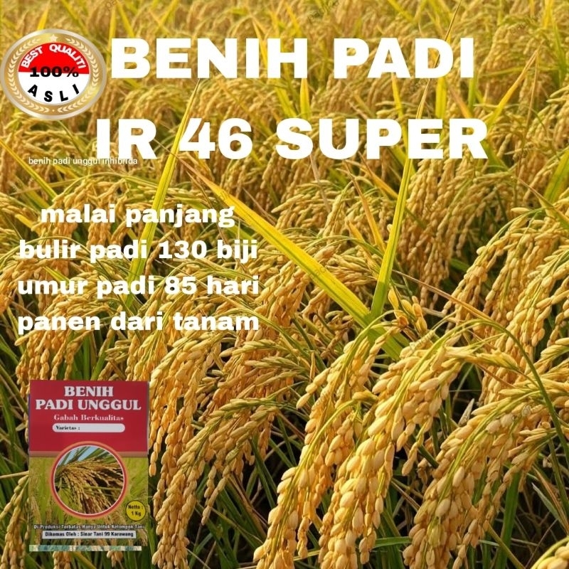 Jual BENIH PADI 1R 46 SUPER BERKUALITAS UNGGUL 1 kg | Shopee Indonesia