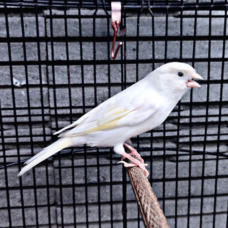 Jual Kenari AF Putih - Betina (Only Instant Delivery) | Shopee Indonesia