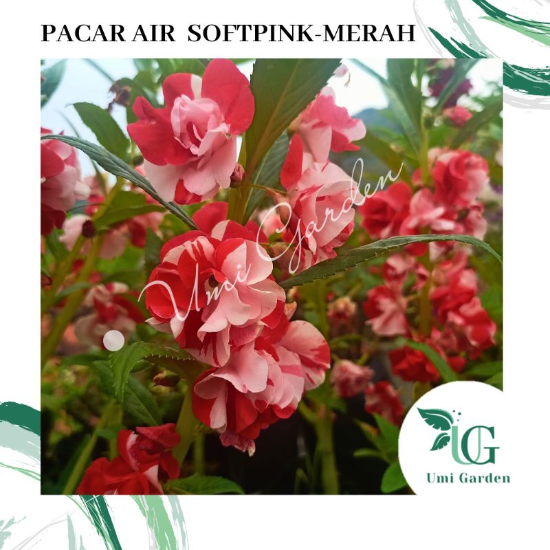 Jual 50 Biji Benih Bunga Pacar Air Softpink Merah Tumpuk Impatiens Rose ...