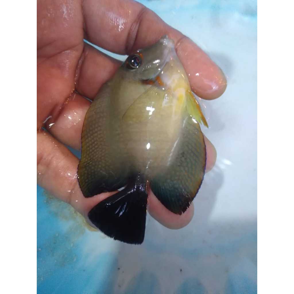 Jual Botana Mimic - Half Black Mimic Tang | Shopee Indonesia