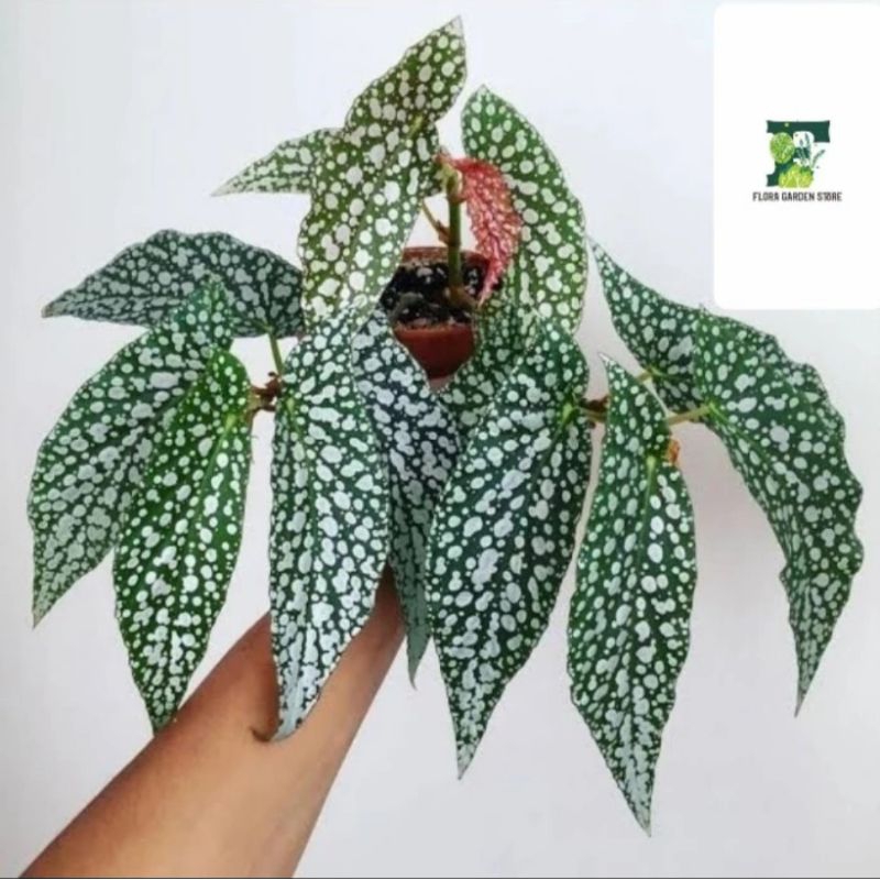 Jual Tanaman Hias Begonia White Ice - Begonia Putih | Shopee Indonesia