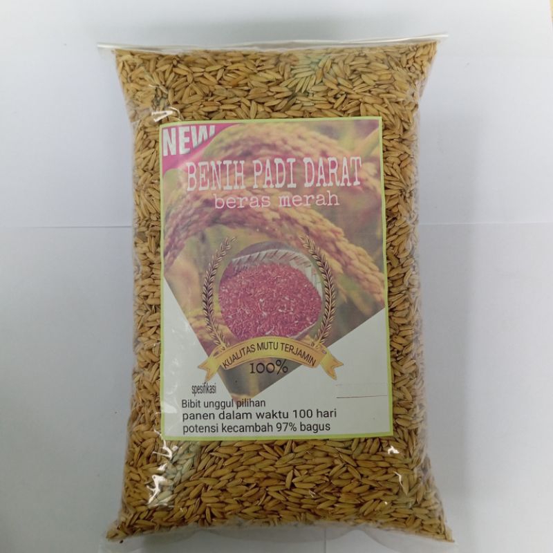 Jual Gabah padi huma padi darat beras merah 1 kg | Shopee Indonesia