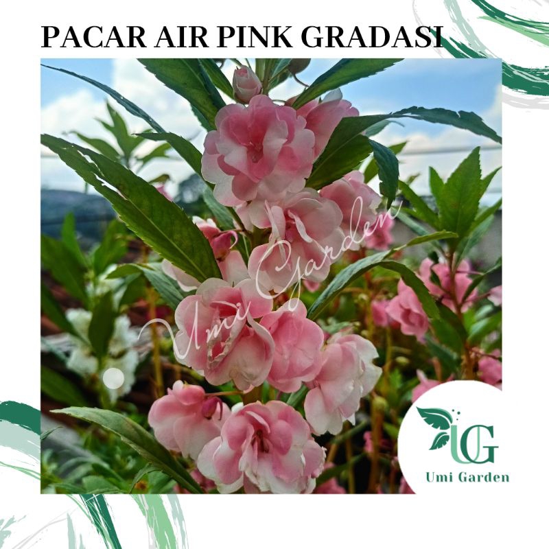 Jual 50 Biji Benih Bunga Pacar Air Pink Gradasi Putih Tumpuk Impatiens ...