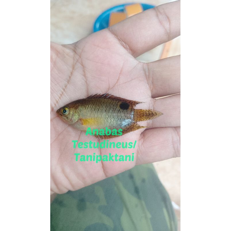 Jual Gambar Malay Combtail Gourami (Belontia Hasselti) | Shopee Indonesia