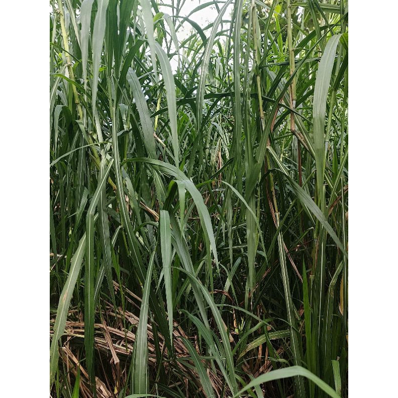 Jual Rumput Biovitas (1 kg) | Shopee Indonesia