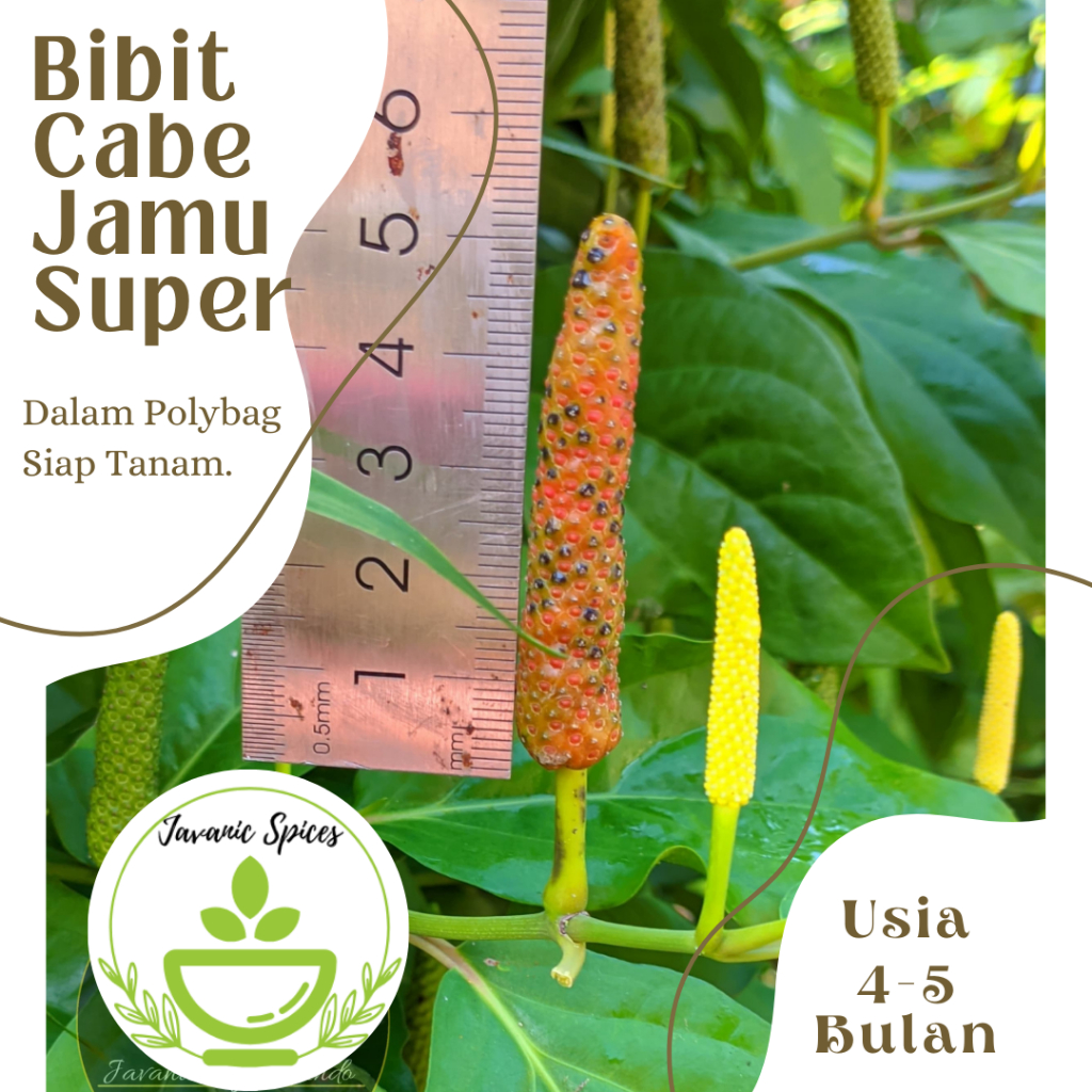 Jual Bibit Cabe Jamu Super Asli Usia 5 Bulan 10pcs / Cabe Jawa / Cabe ...