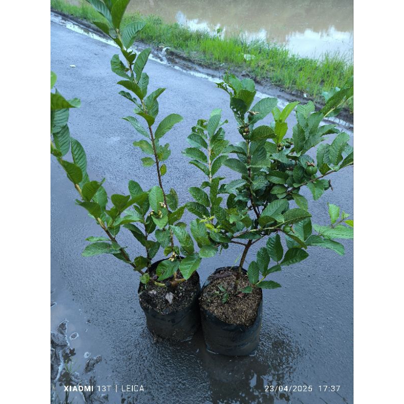 Jual bibit jambu kristal berbunga/berbuah (ukuran besar) | Shopee Indonesia