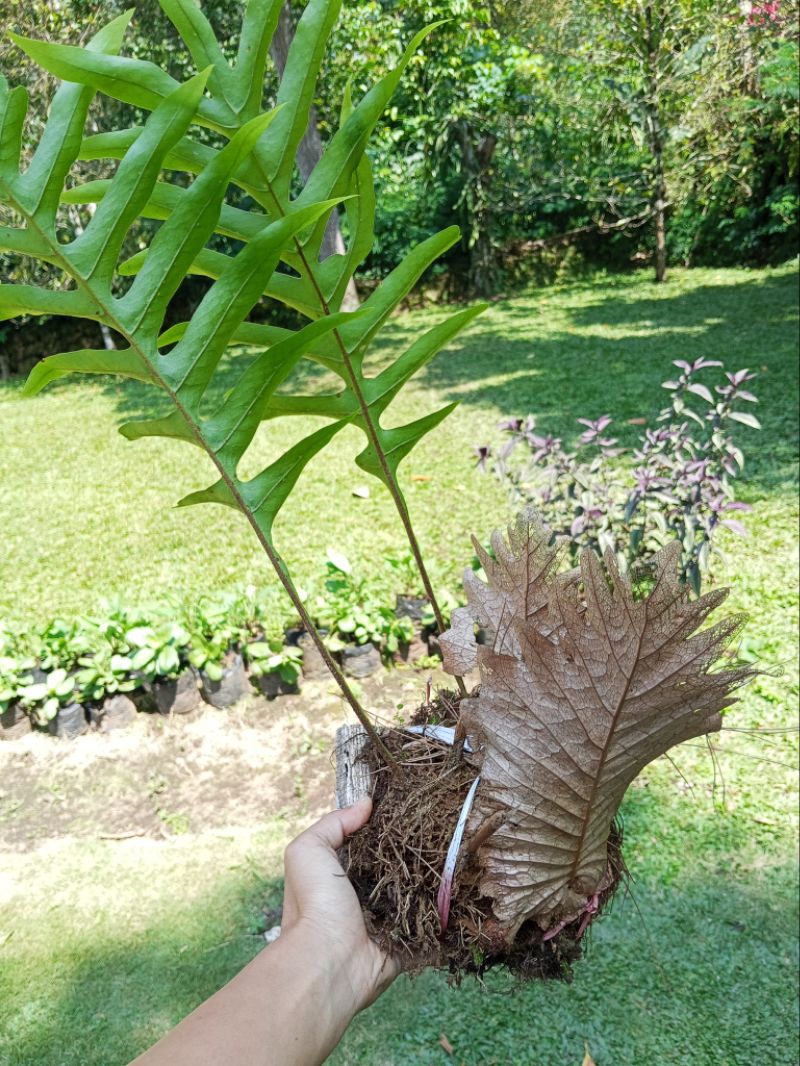 Jual pakis keranjang/pakis hutan berbulu / aglaomorpha fortunei ...