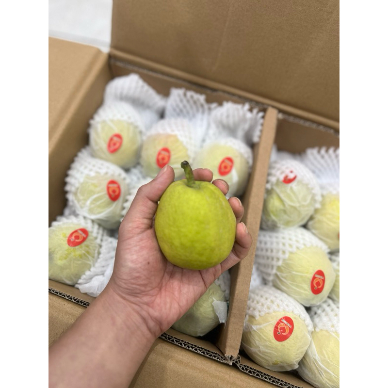 Jual PEAR XIANGLI sembahyang pir hijau manis banyak air | PIR XIANGLIE ...