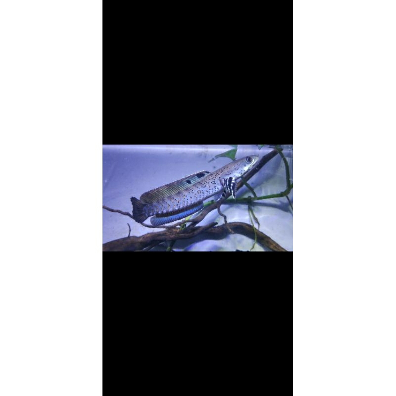 Jual blue pulchra 5-10cm grade B+ | Shopee Indonesia