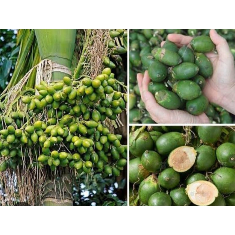 Jual 1kg Buah Pinang Muda Segar-jambe muda fresh COD | Shopee Indonesia