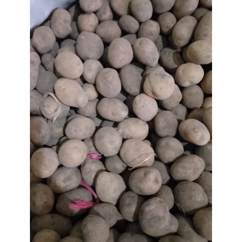 Jual Kentang Baby Fresh asli lereng gunung Bromo 1 kg | Shopee Indonesia