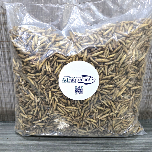 Jual ADRAQUATIC MAGGOT KERING 500GR DRIED LARVAE BSF DRY LARVA MAGOT ...