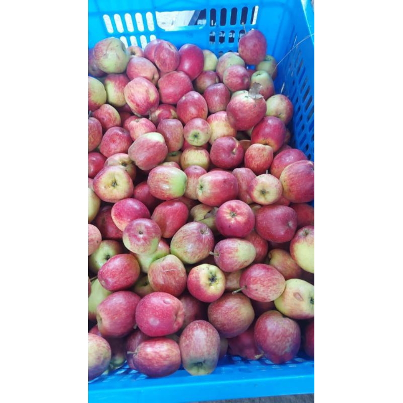 Jual apel ana mini 1kg isi 16-20 | Shopee Indonesia