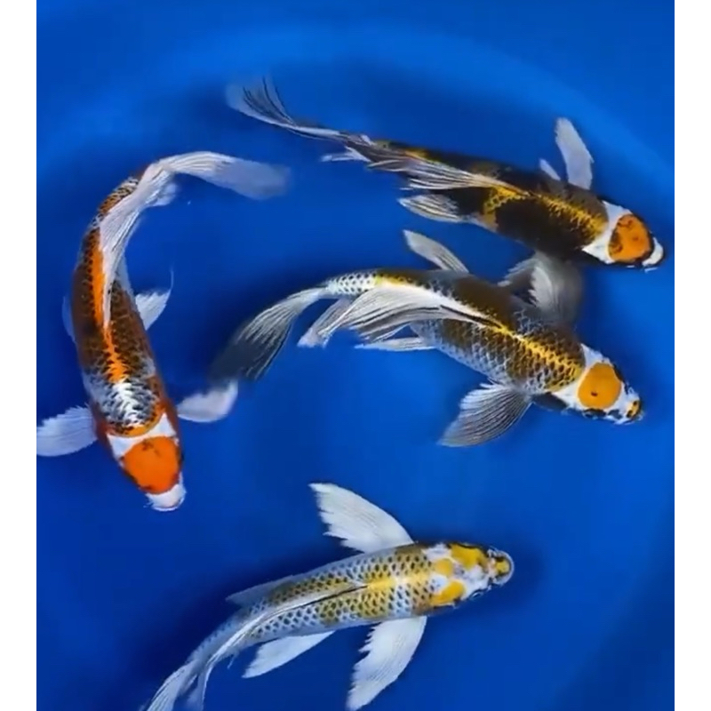 Jual hiasan aquarium koi slayer 13-16cm bergaransi | Shopee Indonesia