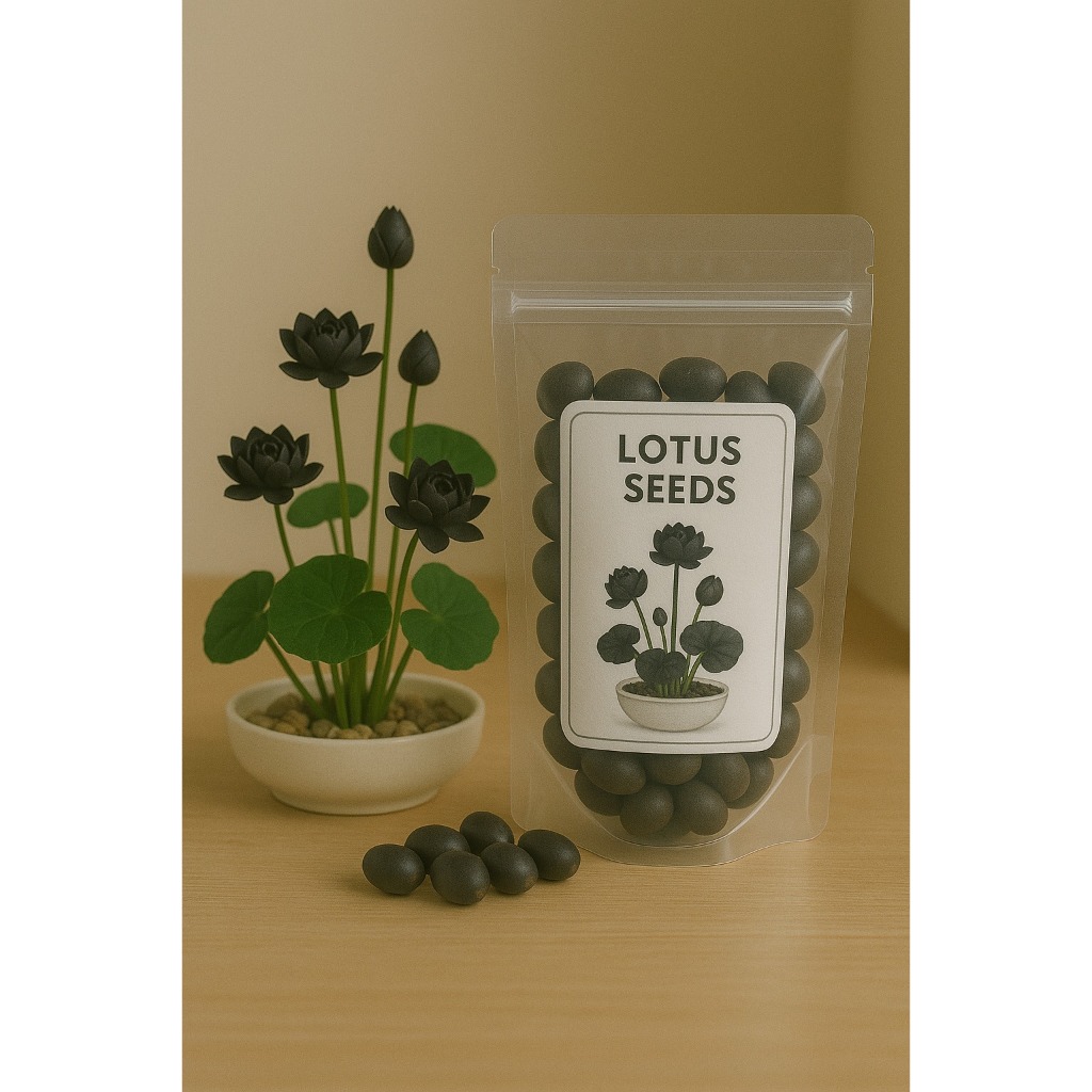 Jual TRISUCI SEEDS - Biji Bunga Lotus Biji Teratai Lotus mini Biji ...