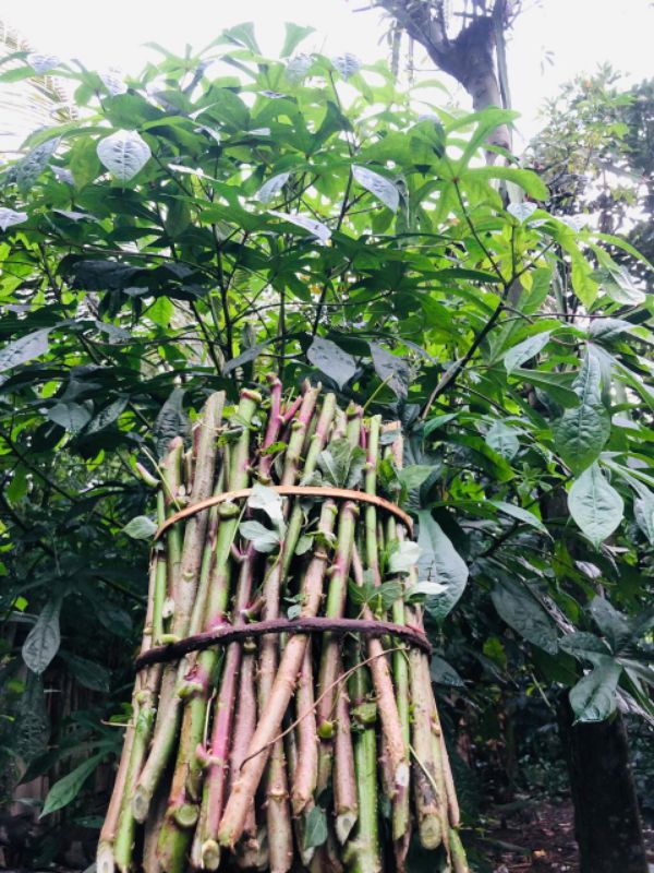 Jual ketela papua bibit 1 kg | Shopee Indonesia