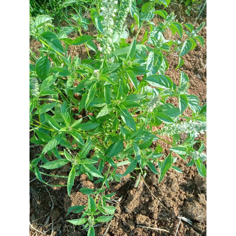 Jual Daun surawung/kemangi per 250g | Shopee Indonesia