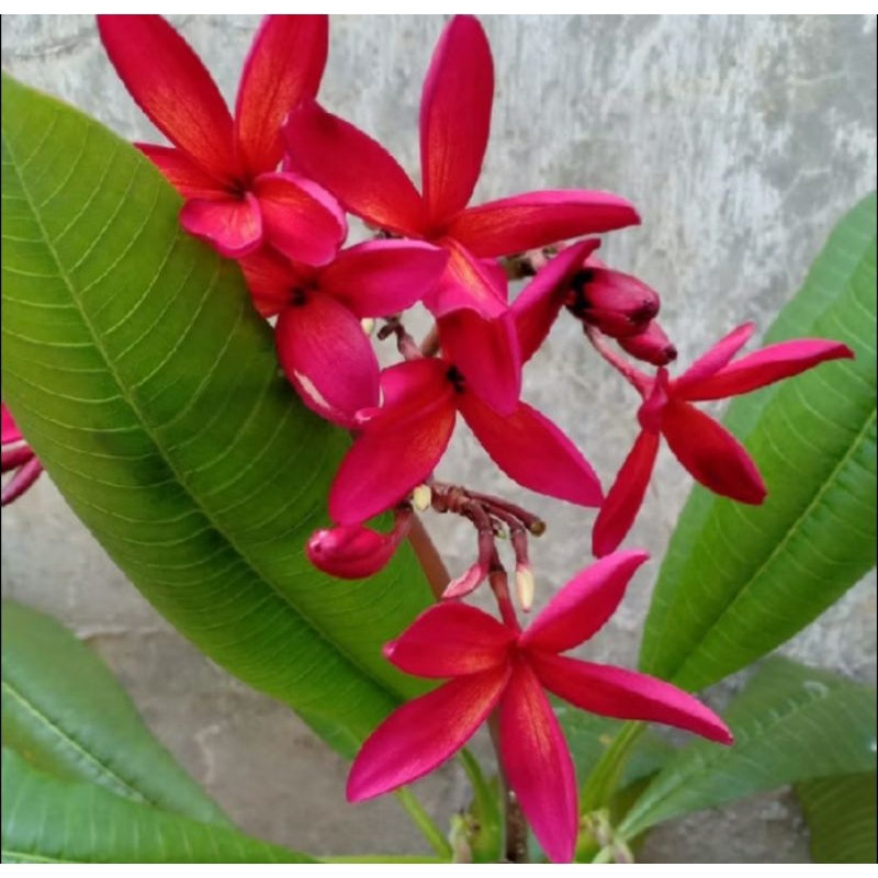 Jual POHON BUNGA KAMBOJA BALI MERAH AFRIKA TINGGI ±50CM SUDAH BER AKAR ...