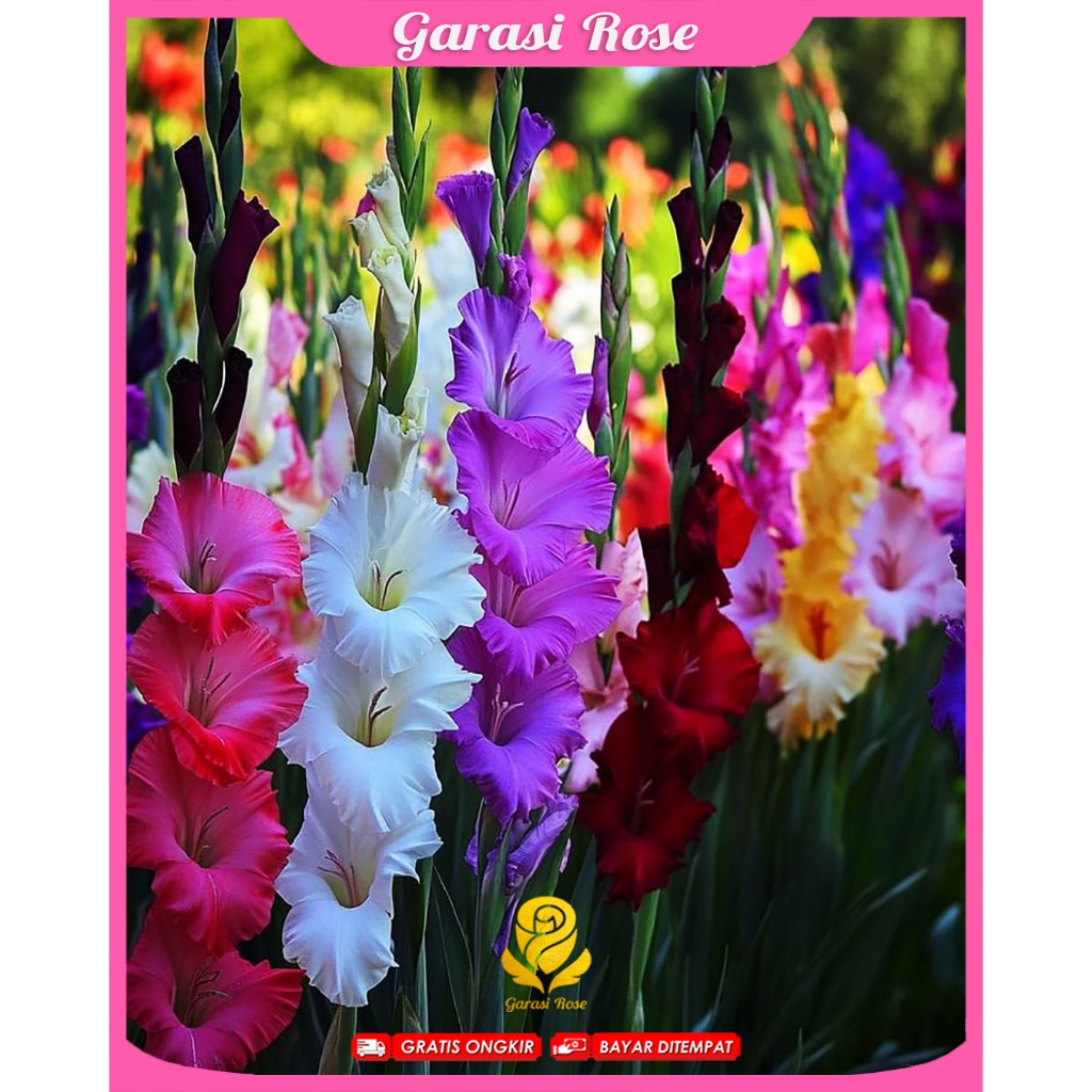 Jual Umbi Bunga Gladiol Holland - Bunga Radiul Warna Lengkap | Shopee ...