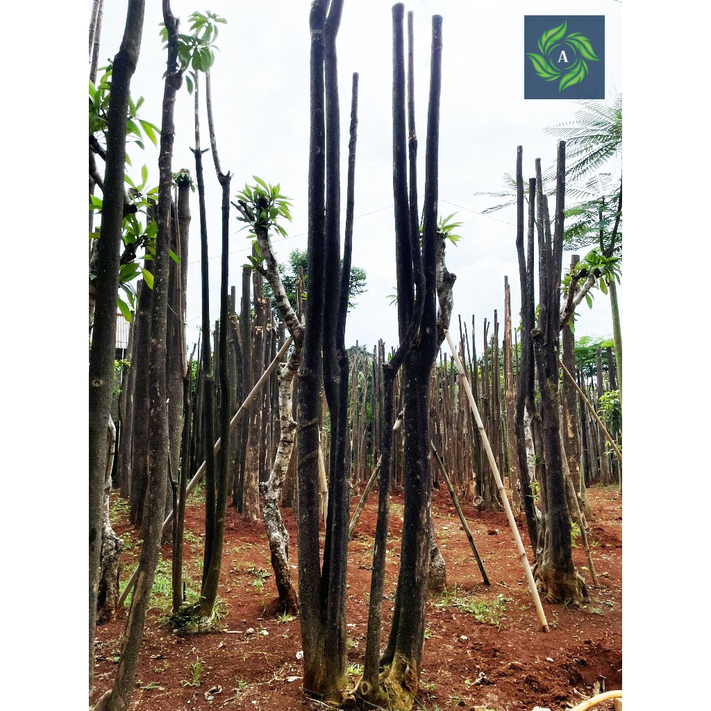 Jual Pohon Pule (Pulai), Pohon Peneduh Pule Kualitas Terbaik | Shopee ...