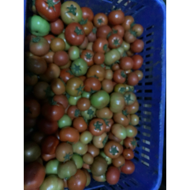 Jual tomat beef 1kg gred a,b dan c | Shopee Indonesia