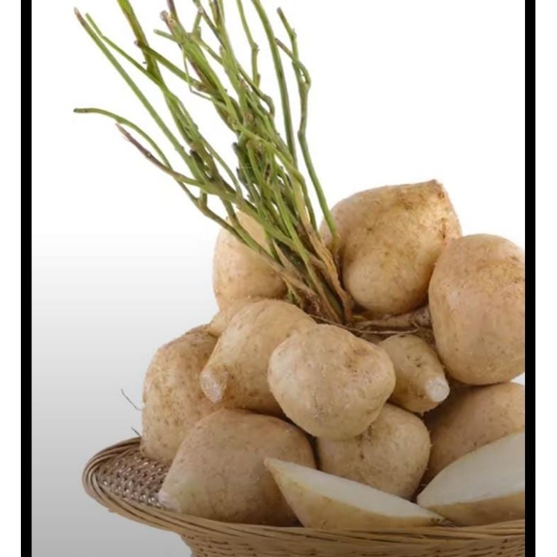 Jual BENGKOANG Segar fresh 1KG baru ambil langsung dari kebun | Shopee ...