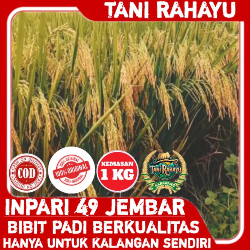 Jual BENIH BIBIT PADI INPARI 49 JEMBAR SUPER ORIGINAL KEMASAN 1KG ...
