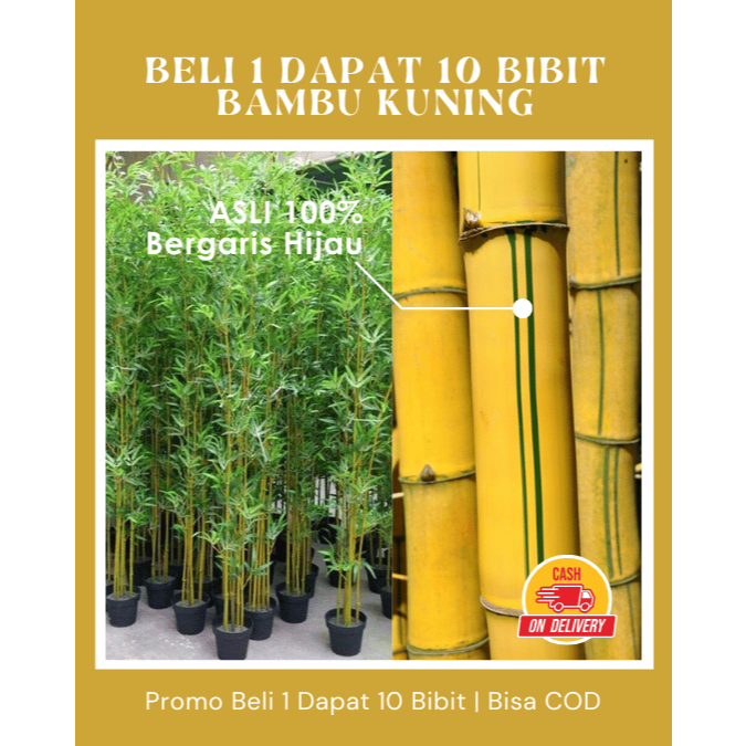 Jual Bambu Kuning Hoki pot isi bambu 10 batang ukuran 175-2meter ...