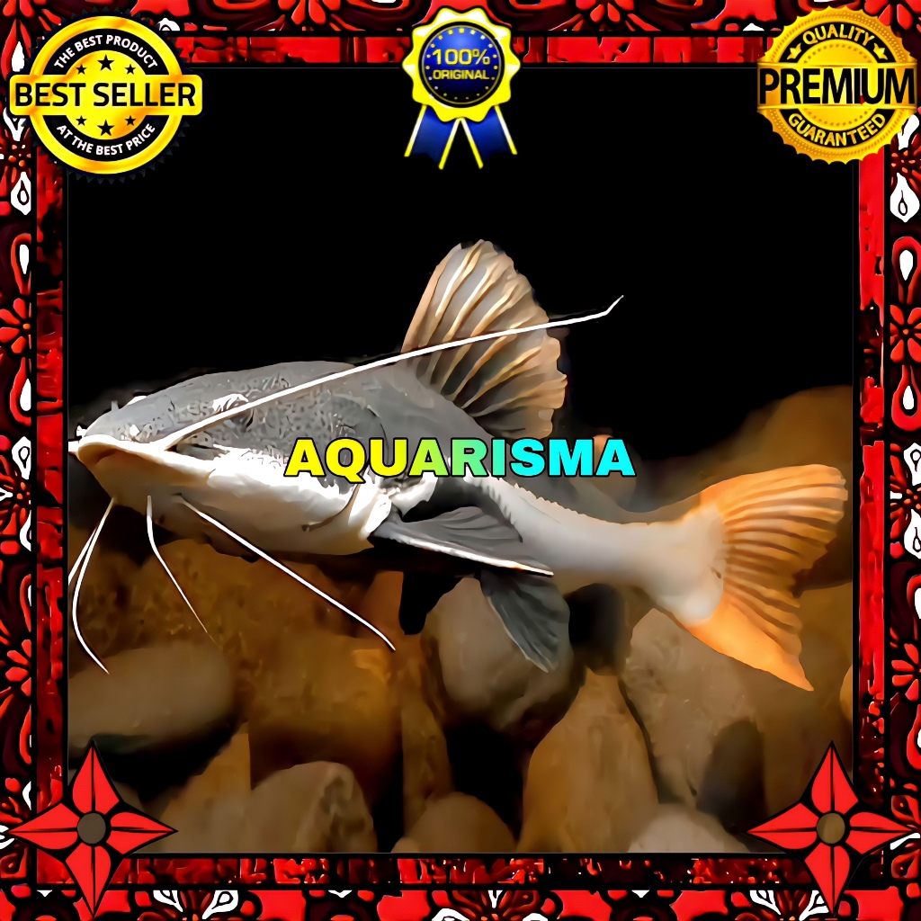 Jual IKAN HIAS - IKAN HIAS LELE AMAZON RED TAIL CATFISH 3-4 CM | Shopee ...