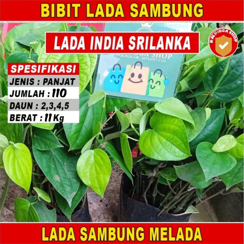 Jual Paket Murah 110 Bibit Lada India Srilanka Sambung Melada | Shopee ...