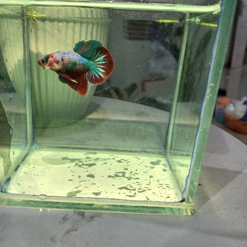 Jual (774) Hiasan Akuarium HMPK Red Fancy / Foto Asli ( Cupang ...