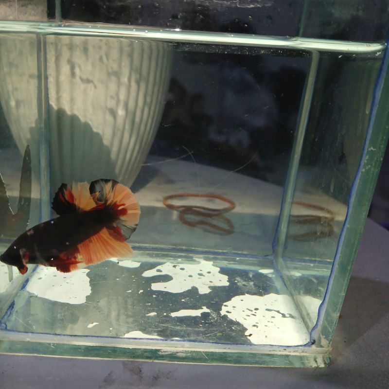 Jual (784) Hiasan Akuarium HMPK Avatar Gordon Nemo / Foto Asli ( Cupang ...