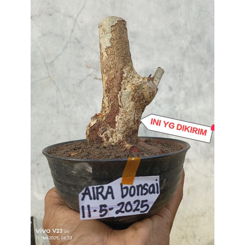 Jual bahan bonsai rukam dongkelan the max | Shopee Indonesia