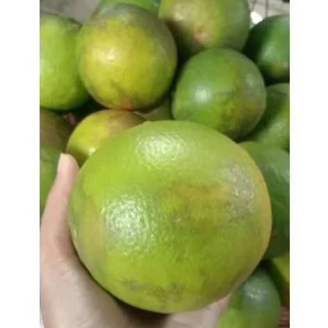 Jual JERUK VALENCIA, Buah Jeruk Valencia Fresh 1KG | Shopee Indonesia