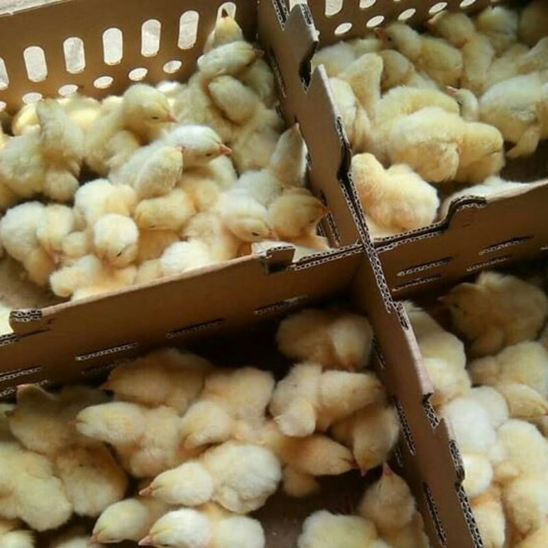 Jual DOC AYAM BROILER / BOILER / AYAM POTONG MB 202 PLATINUM BY PT ...