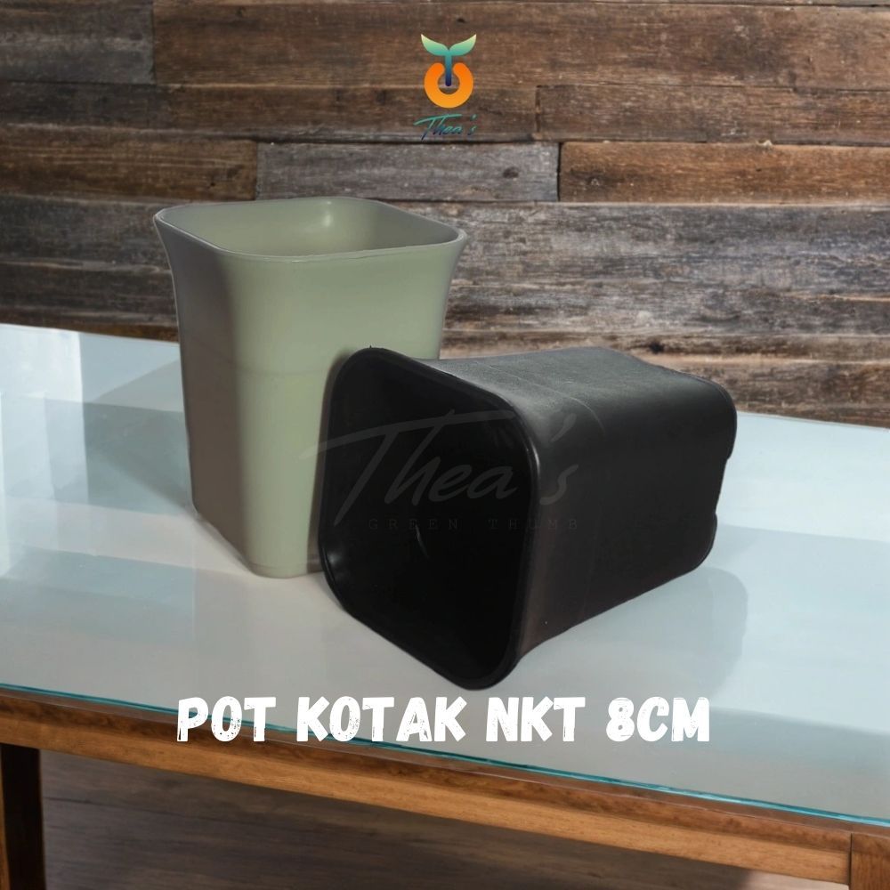 Jual POT PLASTIK KOTAK 8CM (SUKULEN, KAKTUS, BUNGA TANAMAN LAINNYA ...